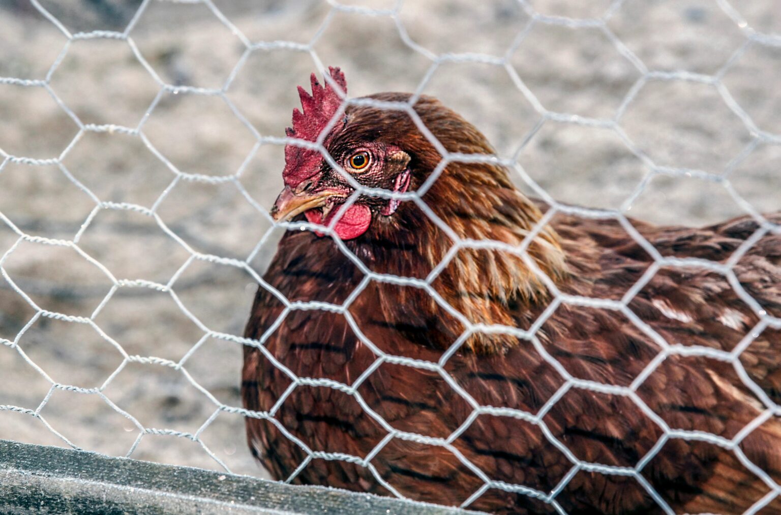 Creating Wildlife-Friendly Fencing - Grip-Rite